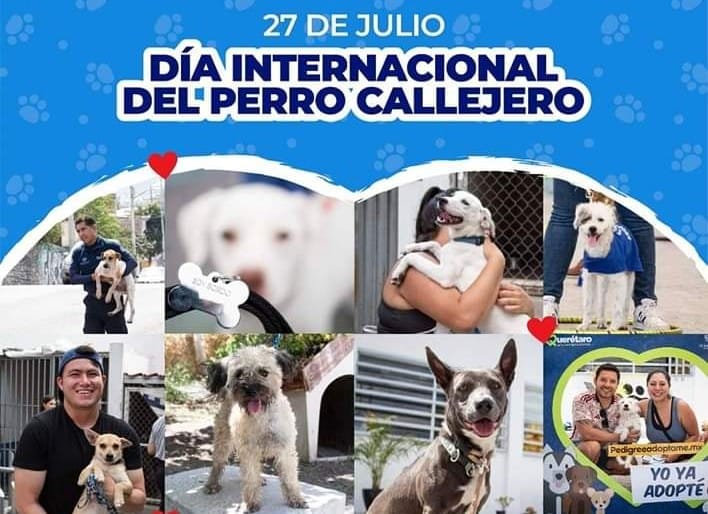 Día Mundial Del Perro Callejero Primer Conmemoración En Cdqro Gourmétaro
