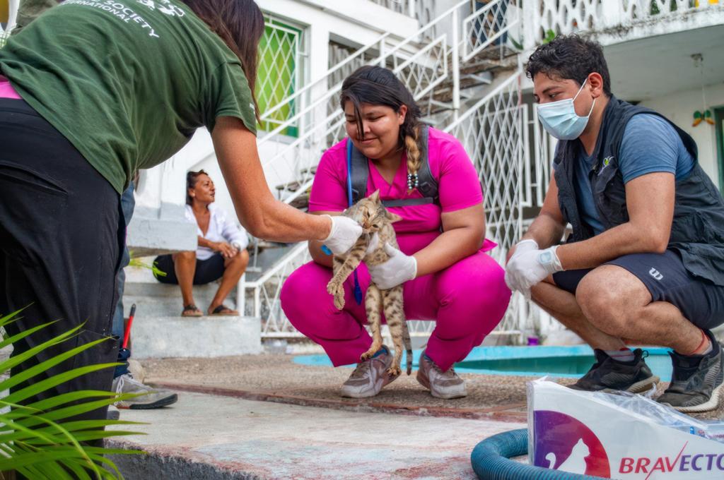 Rescate animal en Acapulco - Gourmétaro