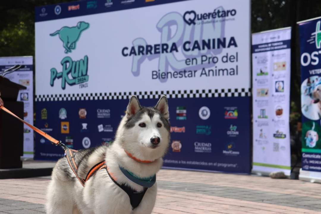 IV Carrera P-Run, edición 2024 - Gourmétaro